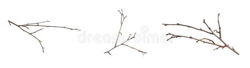 Ramas Secas Sobre Fondo Blanco Aislado Foto de archivo - Imagen de ...