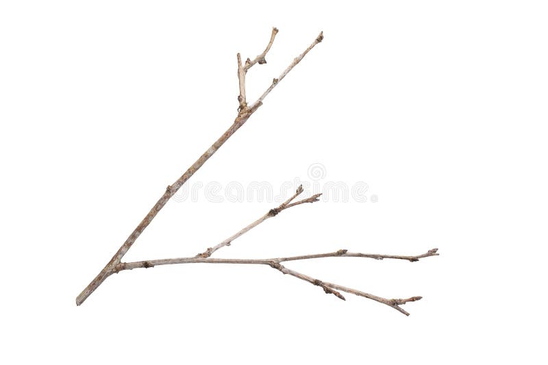 Ramas Secas Sobre Fondo Blanco Aislado Foto de archivo - Imagen de ...