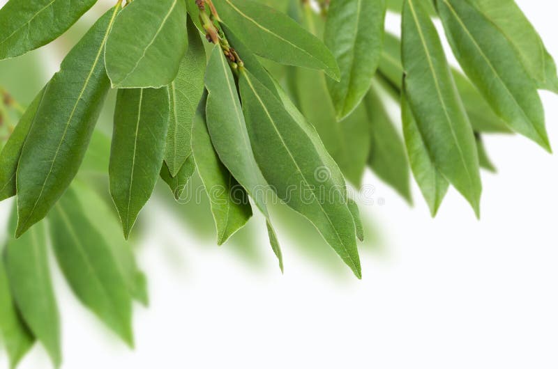Ramas verdes del laurel foto de archivo. Imagen de hermoso - 122415774