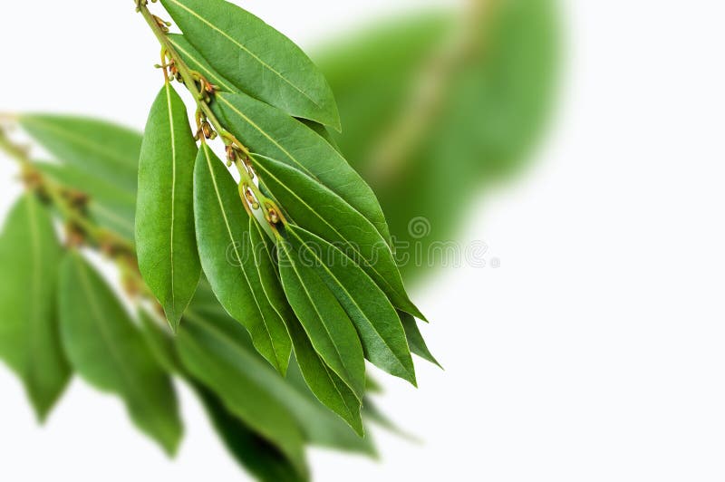 Ramas verdes del laurel imagen de archivo. Imagen de macro - 122418861