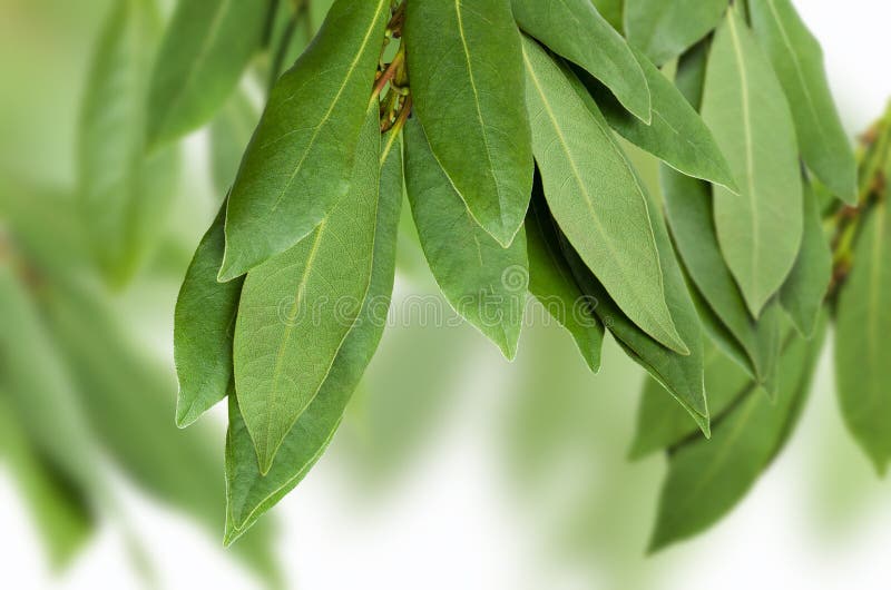 160 Ramas Del Laurel Fotos - Libres de Derechos y Gratuitas de Dreamstime