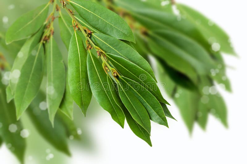 Ramas verdes del laurel imagen de archivo. Imagen de fondo - 122418959