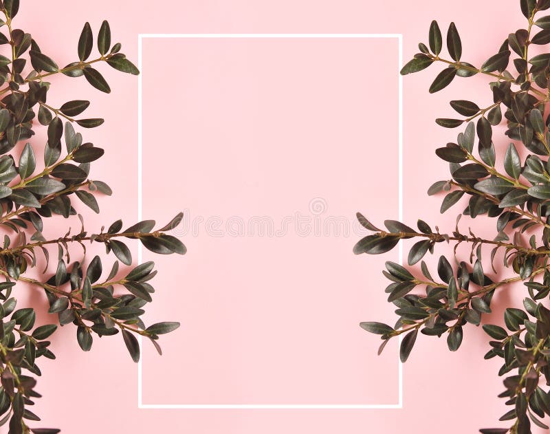 Ramas Verdes En Fondo Rosado Foto de archivo - Imagen de verano, verde ...