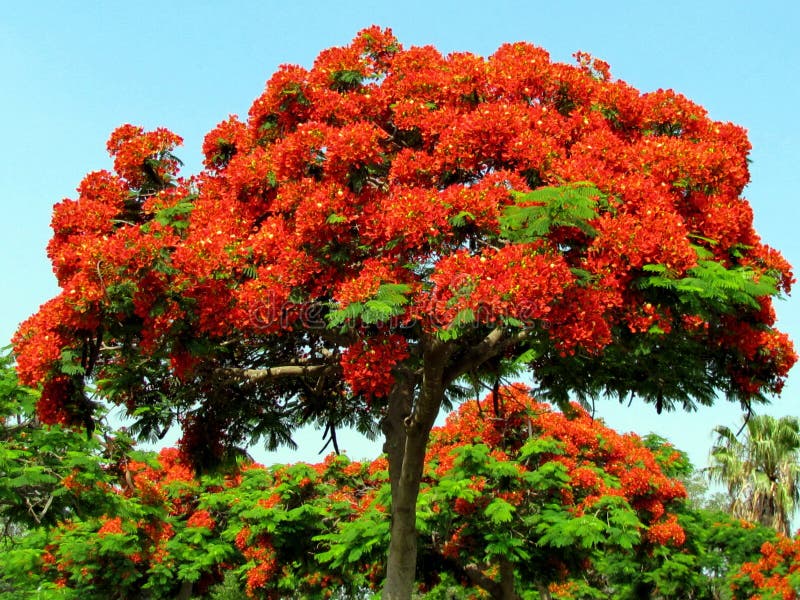 Ramat Gan Wolfson Park Red Acacia Tree June 2011 Stock Image - Image of ...