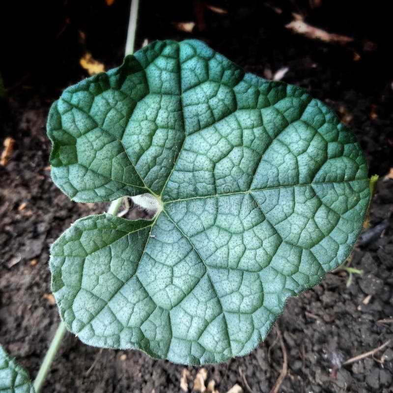 Ramba Leaves Stock Photos - Free & Royalty-Free Stock Photos from ...