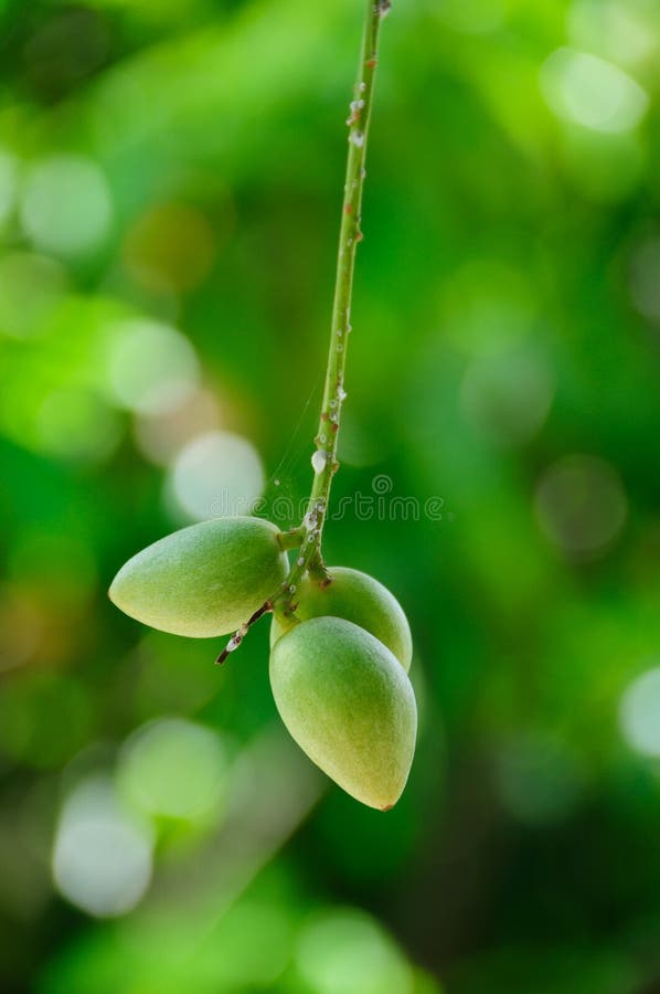 Rambai stock image. Image of wait, nellow, oriental, plant - 32076551