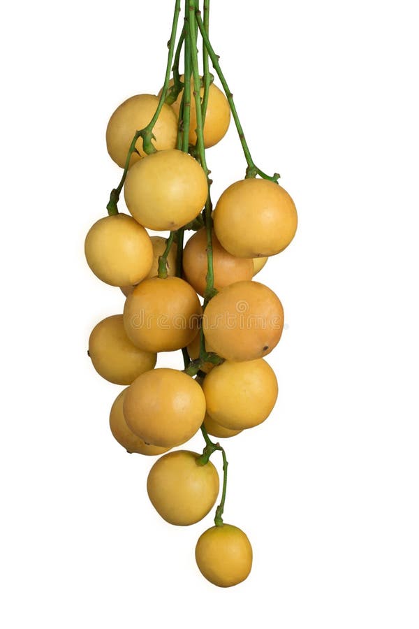 Rambai Fruit Yellow Fruit Background Tropical Asia Fruit Yellow ...