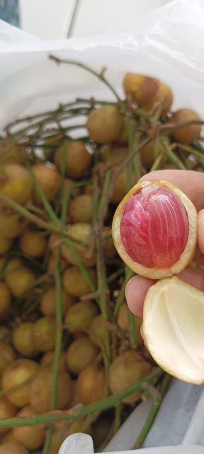 Rambe Fruit Stock Photos - Free & Royalty-Free Stock Photos from Dreamstime