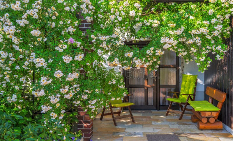 Rambler Rose Bush at a House Front Door Stock Image - Image of rambler ...