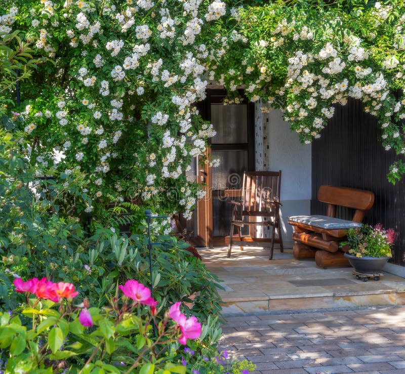 Rambler Rose Bush at a House Front Door Stock Image - Image of bush ...