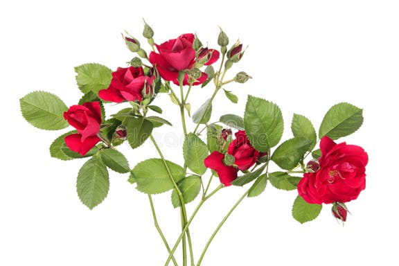 691 Rambling Rose Truck Stock Photos - Free & Royalty-Free Stock Photos ...