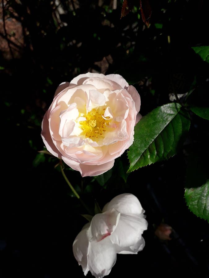 Pink Rambling Rose Growing Over Green Door of Stone Cottage Stock Image ...