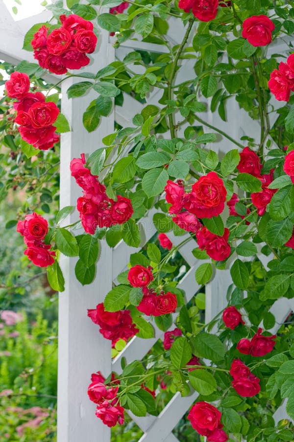 Red Heartsease, Flower Garden - Close-up Stock Image - Image of park ...