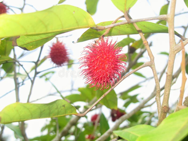 Rambotan stock photo. Image of fruits, rambotan, variety - 124985288