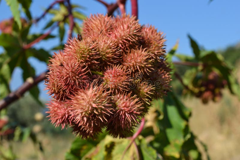 Ramboutan Rouge Sur L'arbre Photo stock - Image du nourriture, lame ...