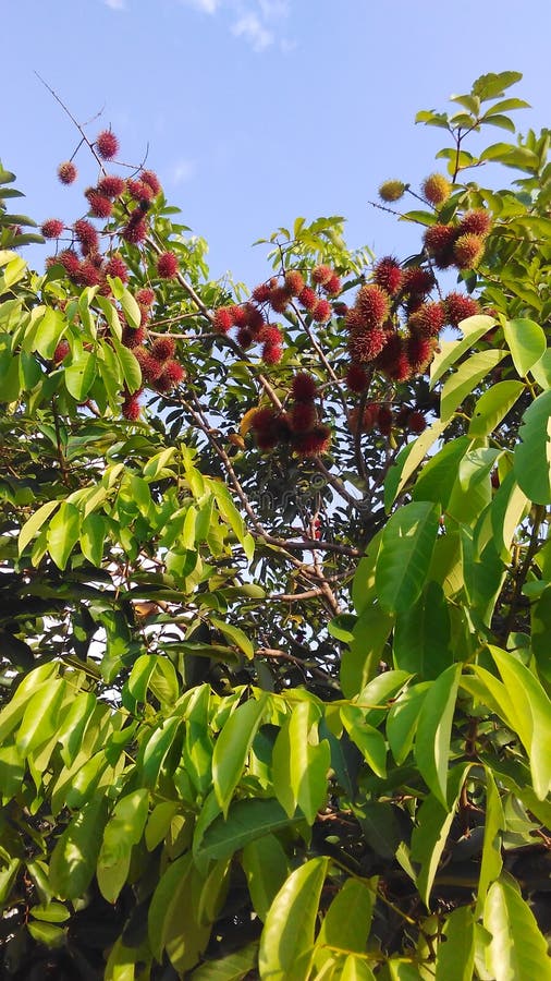 Ramboutan sur l'arbre photo stock. Image du verger, savoureux - 47571346