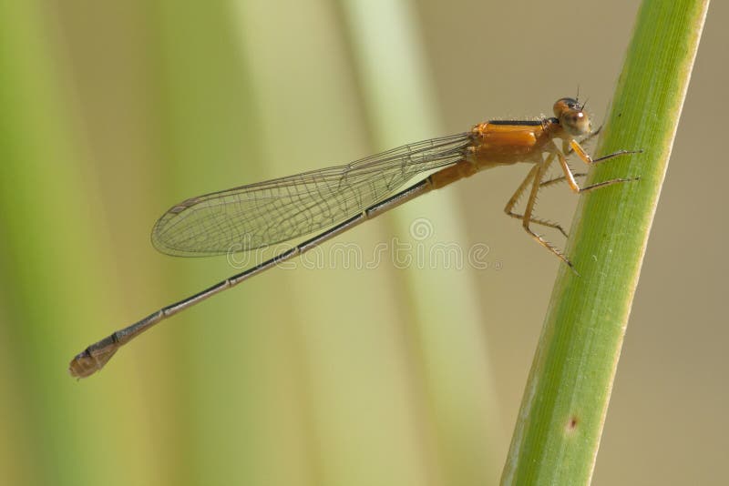 Rambur S Forktail, Ischnura Ramburii Stock Photo - Image of amerika ...