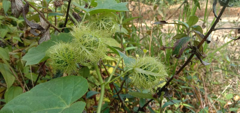 Rambusa flower stock photo. Image of plant, bright, garden - 256083808