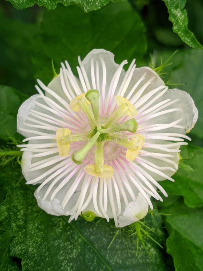 Rambusa Flowers are Very Beautiful To See when they are in Bloom Stock ...