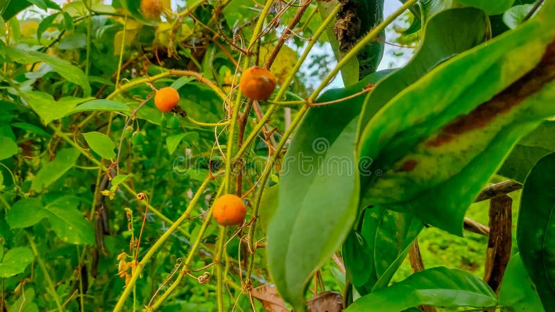 Rambusa Fruit Has Orange Skin Stock Image - Image of autumn, leaf ...