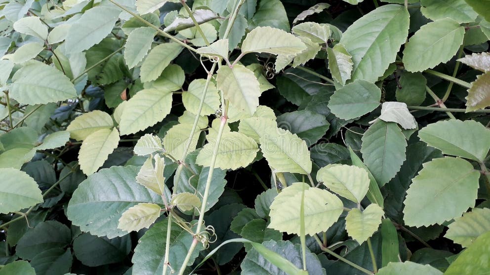 Rambusa Fruit Plant with Green Color Stock Image - Image of wildflower ...