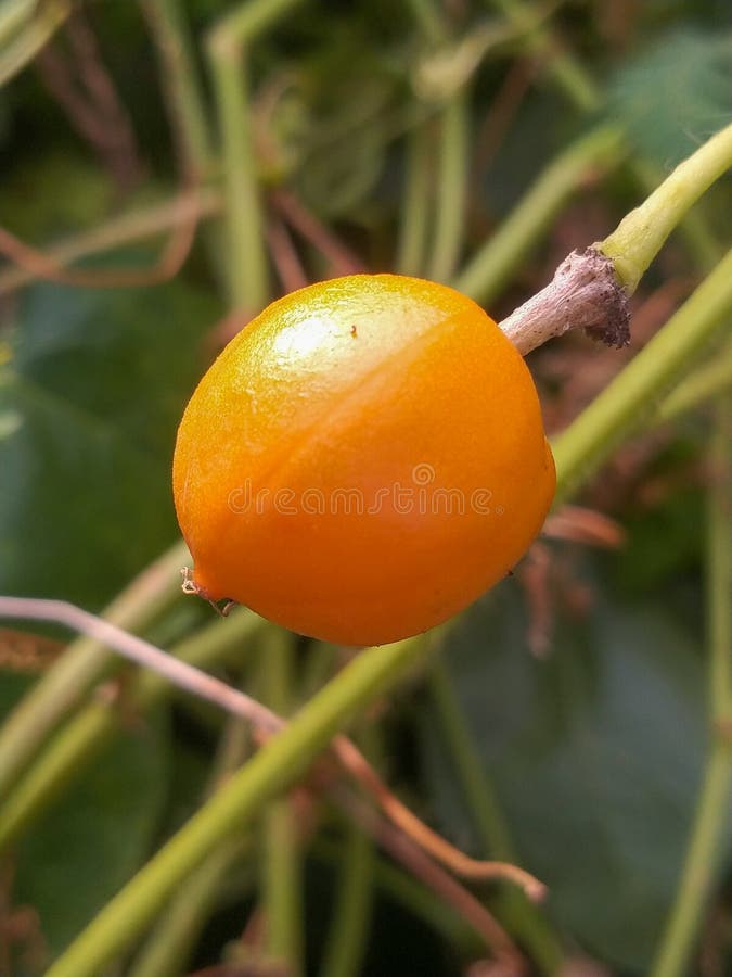 Rambusa Fruit in Sunset Time View Stock Image - Image of invsunset ...