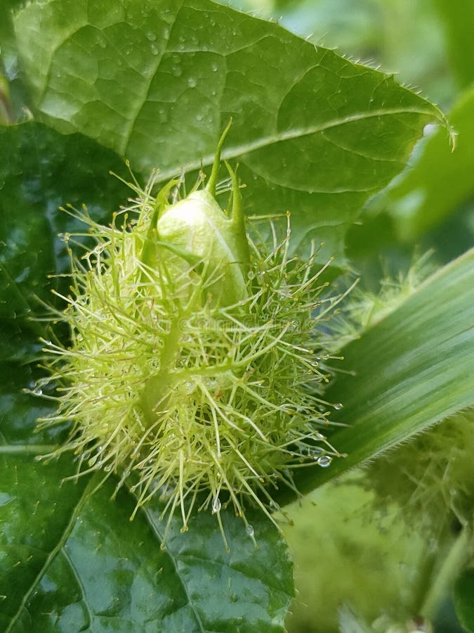 Rambusa, Markisa Mini or Ermot Stock Image - Image of plant, food ...
