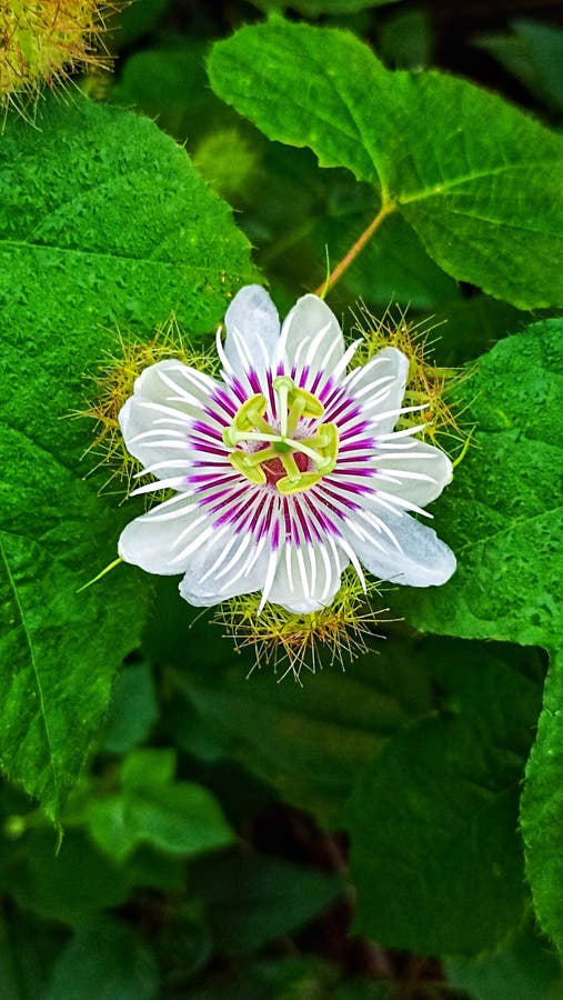 Rambusa, Mini Passion Fruit or Ermot is the Name of a Kind of Small ...