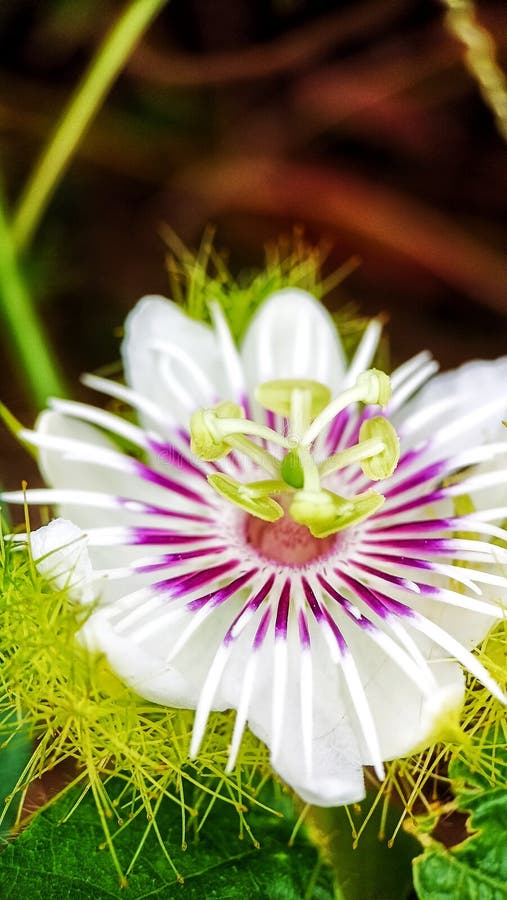 Rambusa, Mini Passion Fruit or Ermot is the Name of a Kind of Small ...