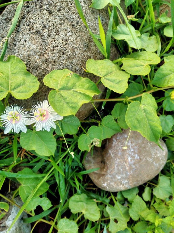 Rambusa [Passiflora Foetida] Mini Passion Fruit Stock Image - Image of ...