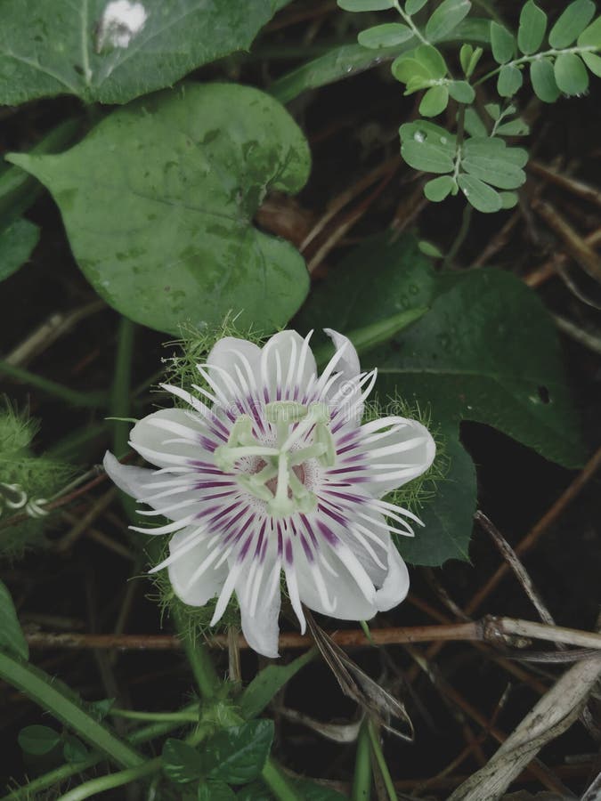 Rambusa- Passiflora Foetida - Wild Plants Stock Image - Image of wild ...