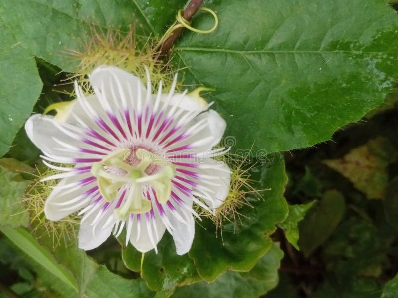 Rambusa Who Has Beautiful and Beautiful Flowers with Its Uniqueness ...