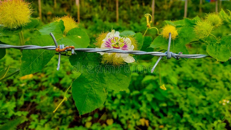 Rambusa is a Wild Plant that Grows by Vines Stock Image - Image of ...