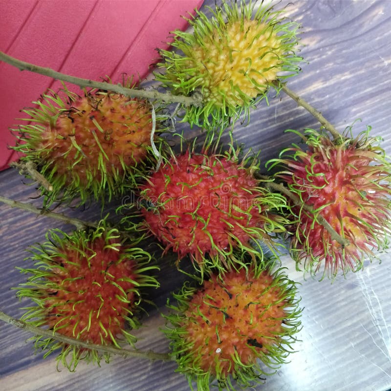 Rambutan foto de archivo. Imagen de resorte, ramita - 103691644