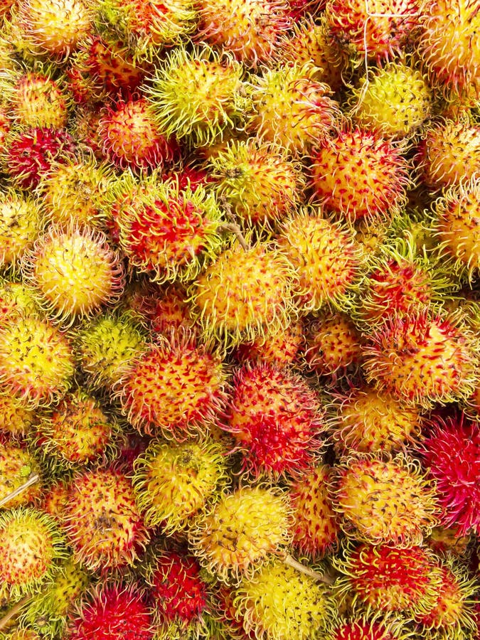 Rambutan stock photo. Image of freshness, tropical, fruit - 15925422