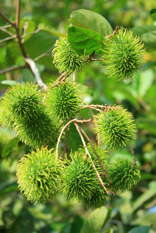 Rambutan stock image. Image of hairy, fruit, asia, rambutan - 5813035
