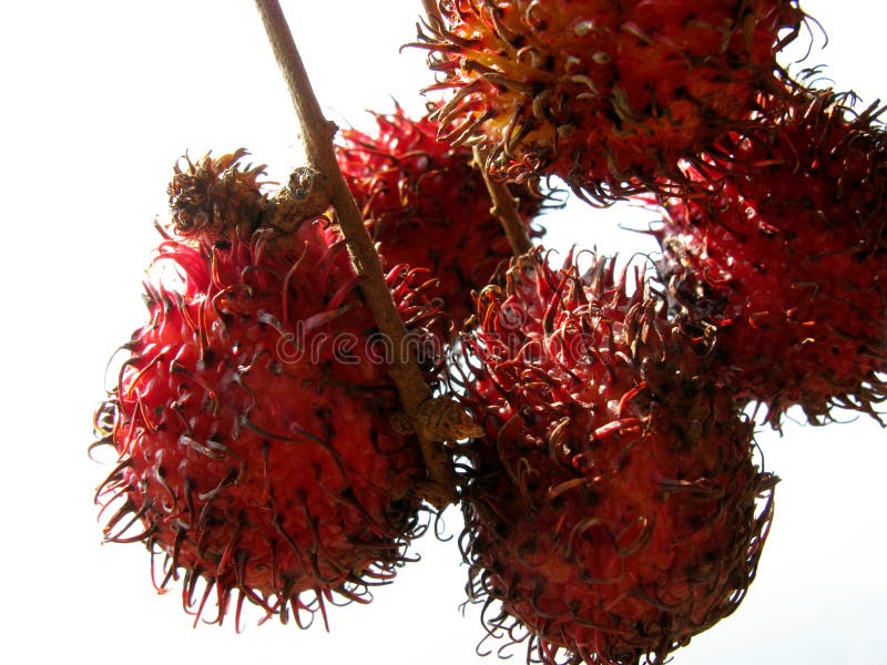 Rambutan stock photo. Image of diet, colour, crisp, lappoceum - 8061866
