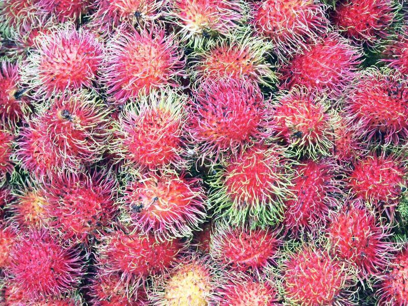 Rambutan stock photo. Image of seed, natural, closeup - 55864520