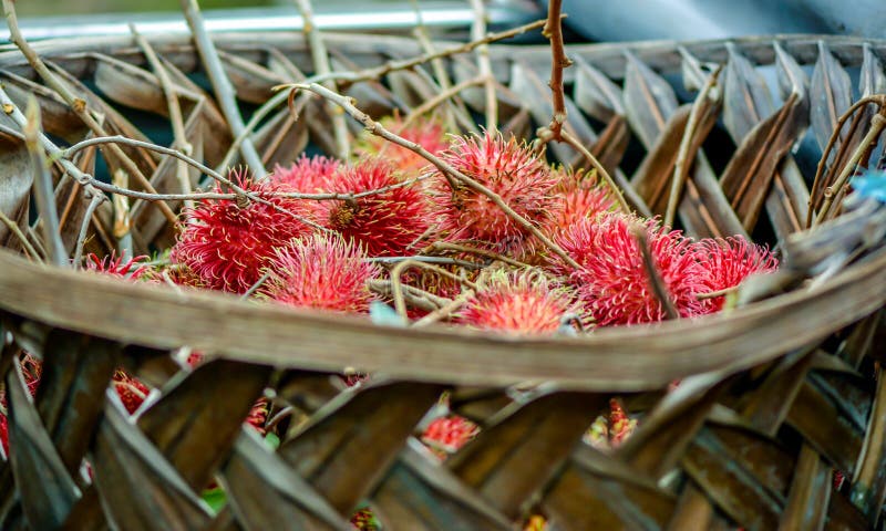 Rambutan stock image. Image of healthy, brown, fruit - 43067805