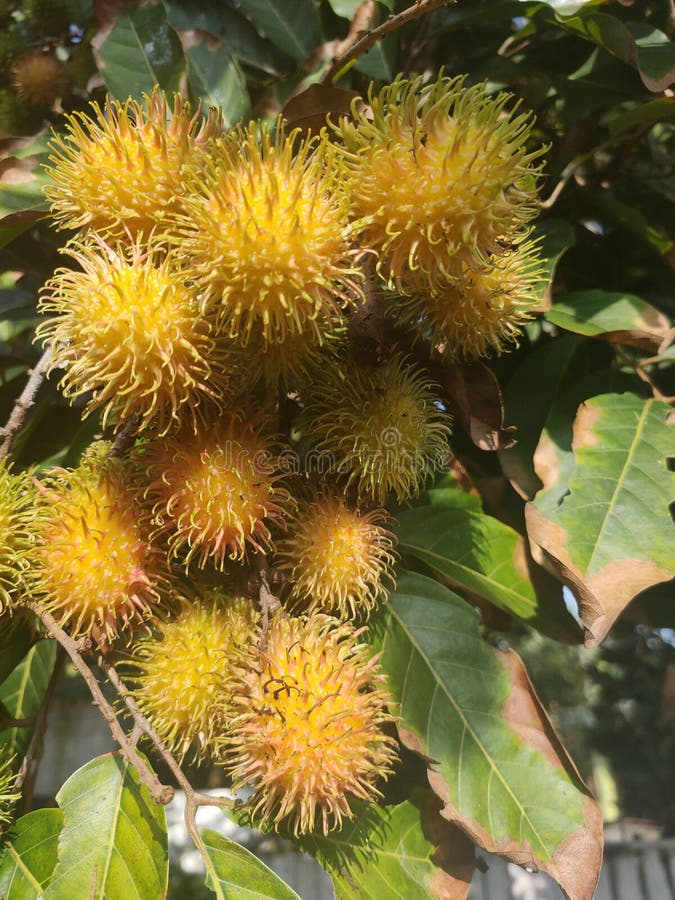 Rambutan stock photo. Image of mentah, rambutan, indonesia - 263377502