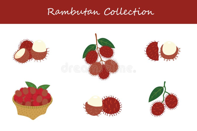 Rambutan Vector Stock Illustrations – 2,386 Rambutan Vector Stock ...