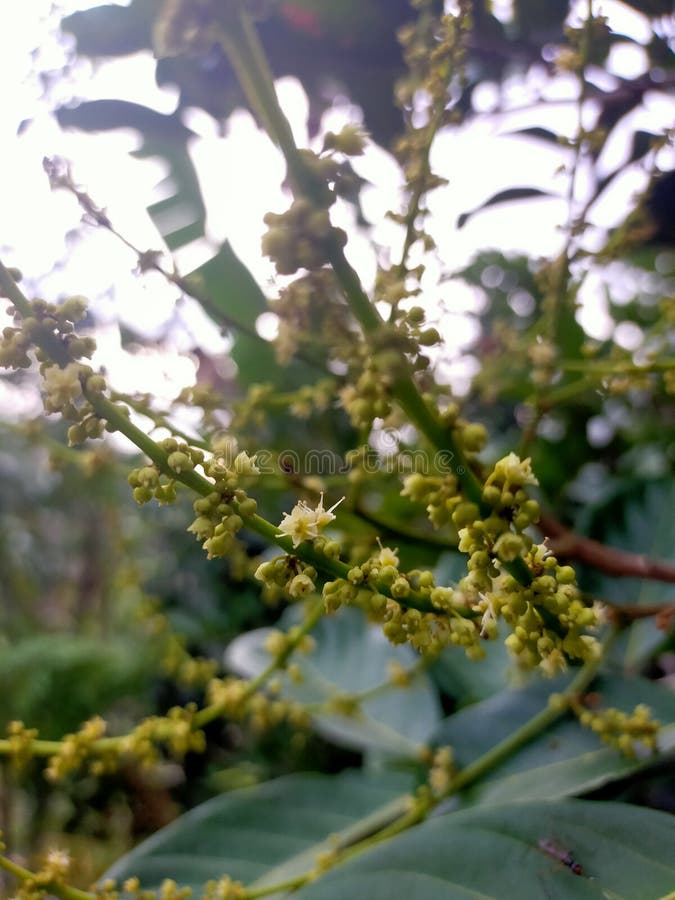 Rambutan Flowers that Bloom in the Rainy Season Stock Image - Image of ...