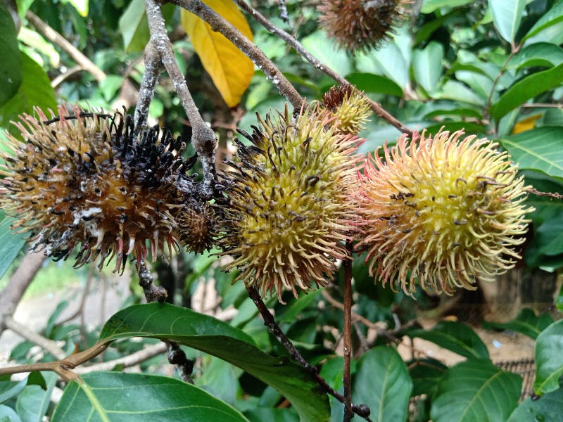 Affected by Diseases and Pests of Plant Leaves and Fruits of Cucumber ...