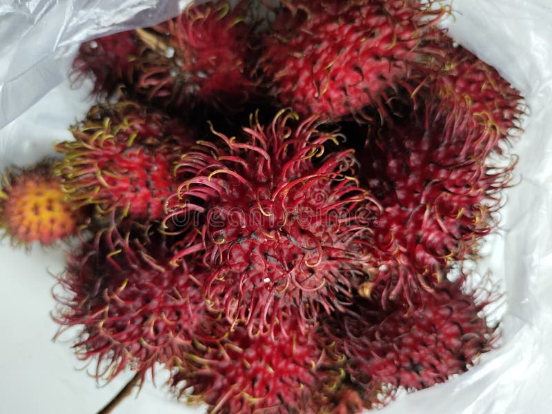 Rambutan stock photo. Image of binjai, reef, fruite - 295656278