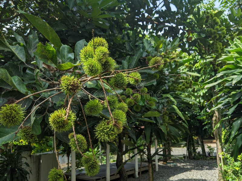 Rambutan Fruit, Fruit that Has Started To Ripen on the Tree is Ready To ...