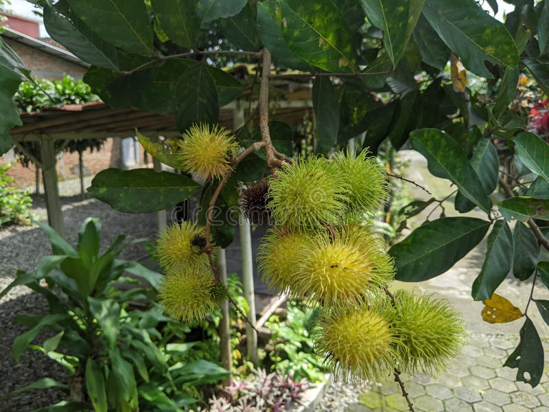Rambutan Fruit, Fruit that Has Started To Ripen on the Tree is Ready To ...