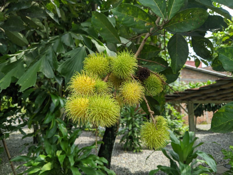 Rambutan Fruit, Fruit that Has Started To Ripen on the Tree is Ready To ...