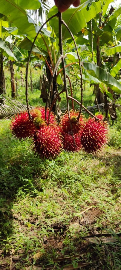 Rambutan fruit Indonesia stock photo. Image of forest - 267088626