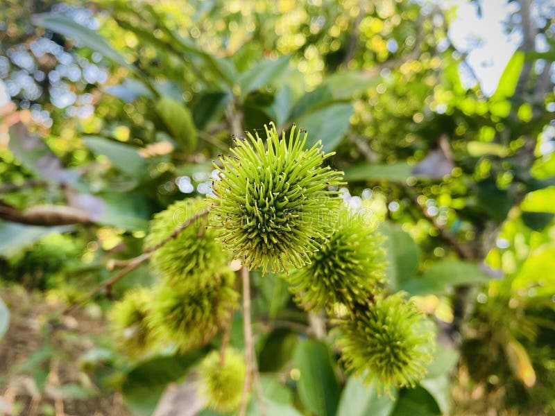 Rambutan Fruit stock photo. Image of fruit, tree, young - 309238478