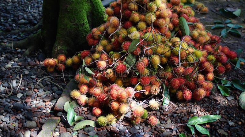 Rambutan Fruit Pile Under the Tree Stock Photo - Image of autumn, berry ...